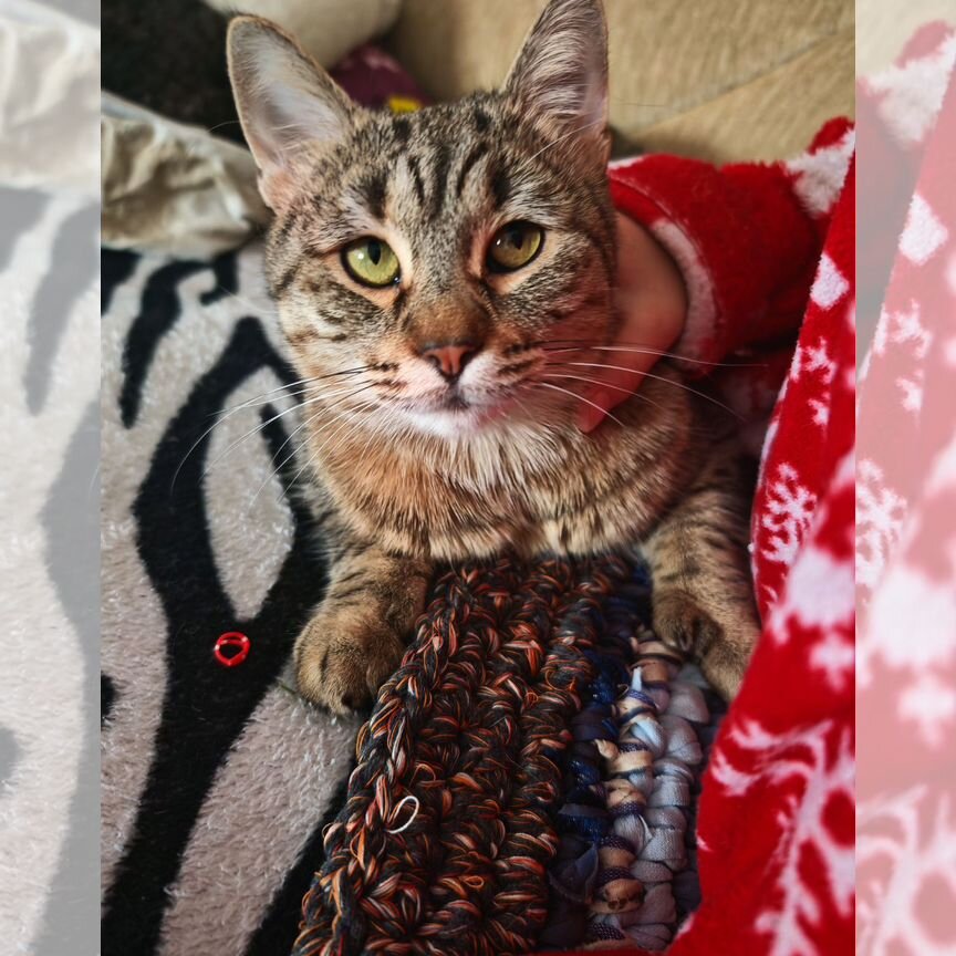 Продаётся кошечка пикси-боб 2 года