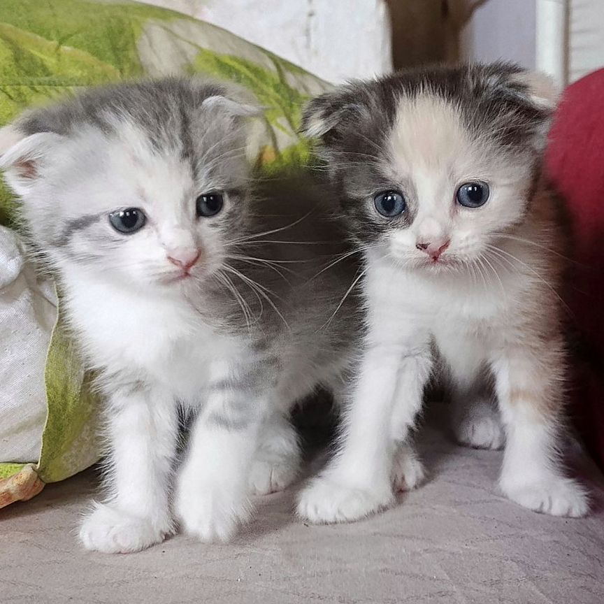 Вислоухие котята в добрые руки