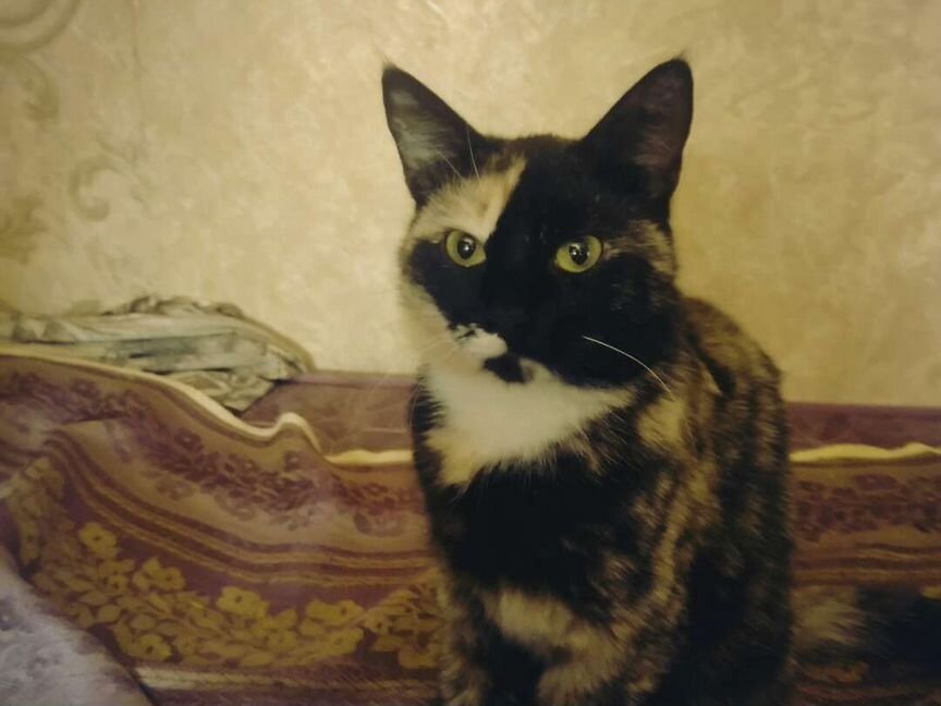 Кошка в дар бесплатно