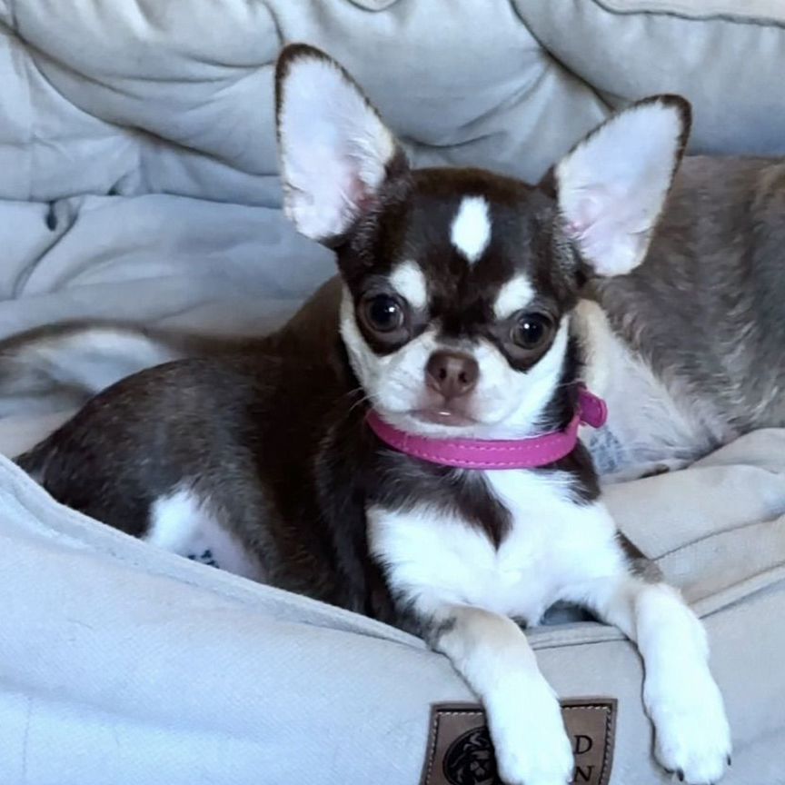 Чихуахуа, щенок