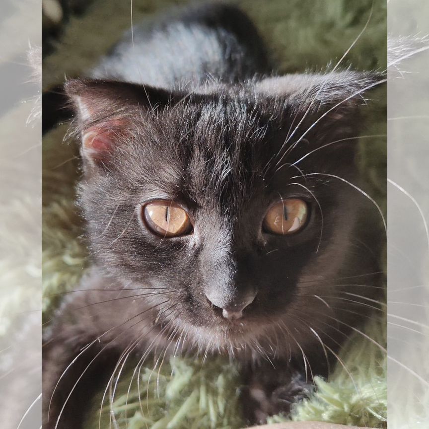 Взрослая кошка в добрые руки