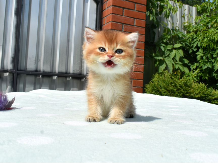 Британская золотая шиншилла