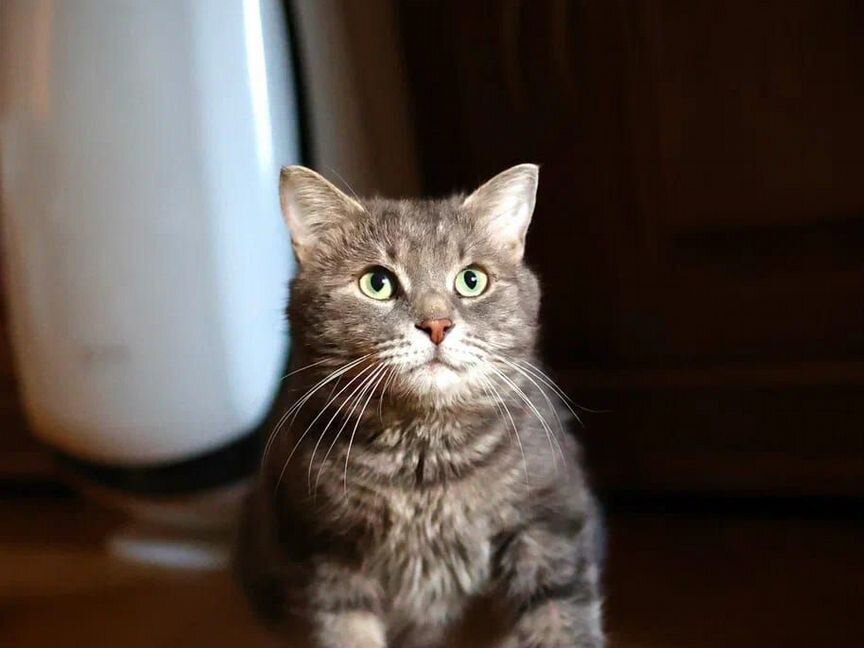 Кошка в дар