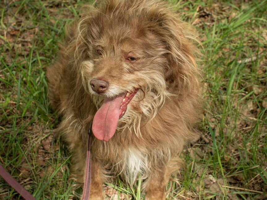 Невероятный Чарли в добрые руки