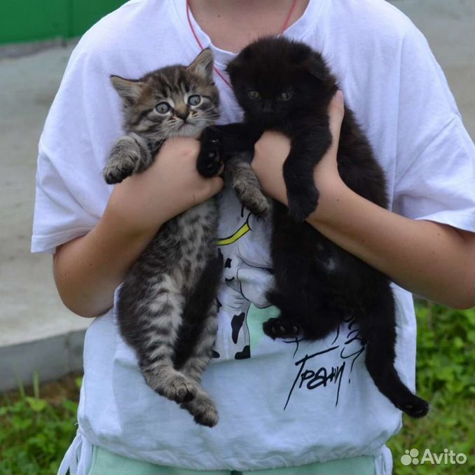 Британская вислоухая кошка