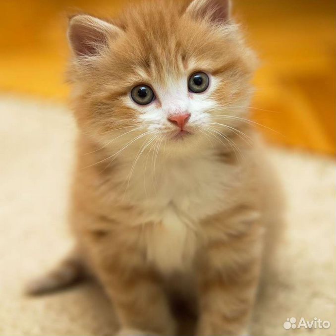 Отдам 3 котят бесплатно кировский