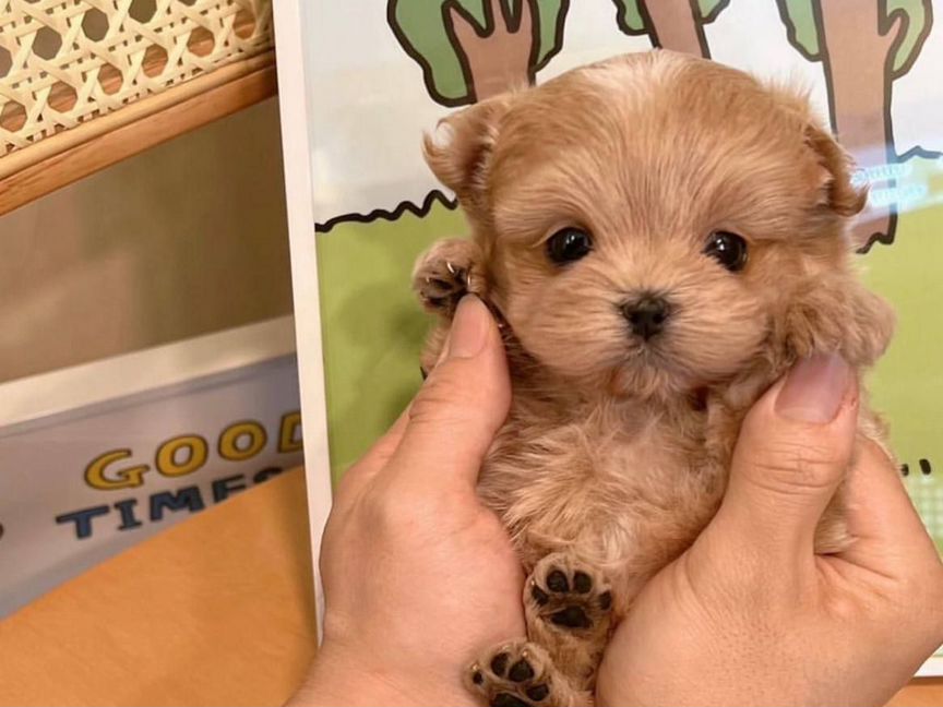 Мальтипу Ф1