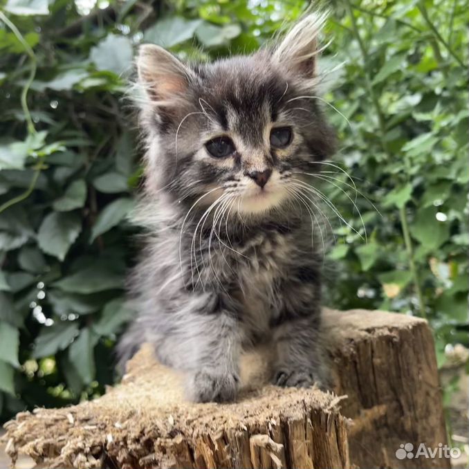 Ласковый, приученный к лотку котенок ищет дом