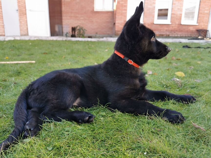 Черная немецкая овчарка