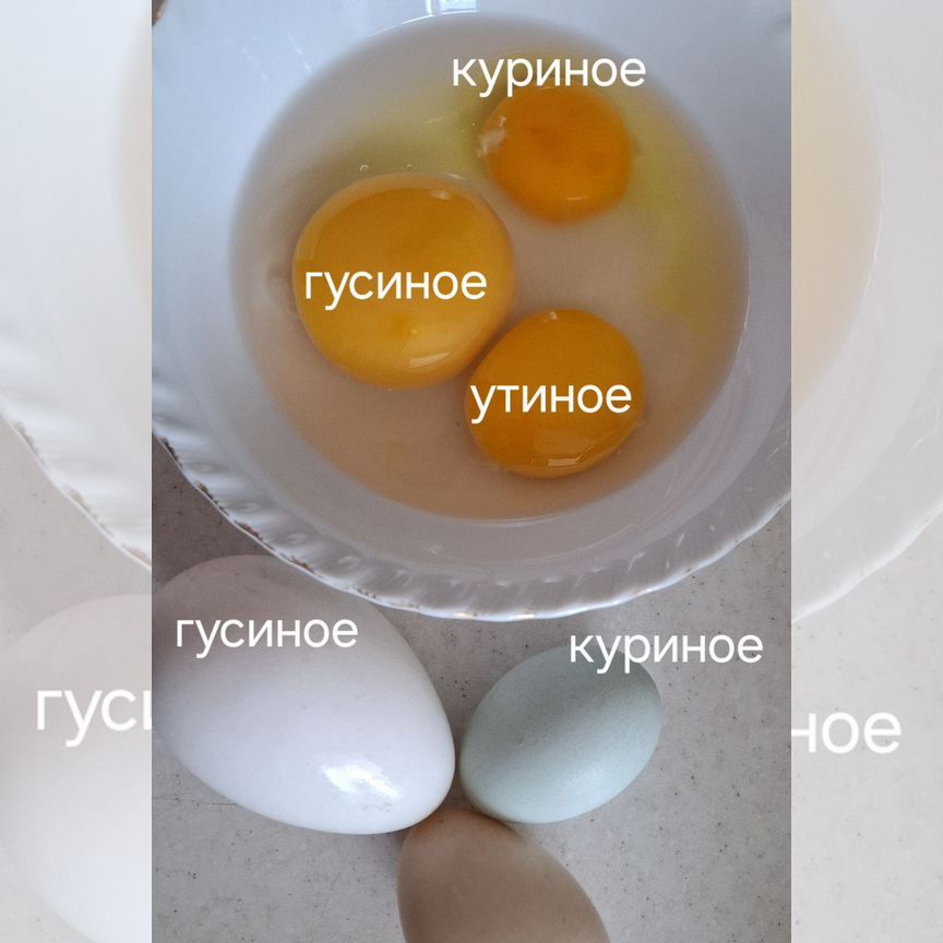 Инкубационные яйца мускусной утки