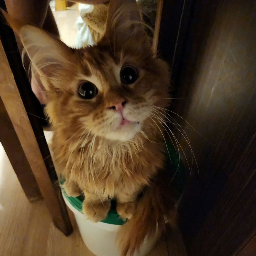 Мейн-кун котёнок