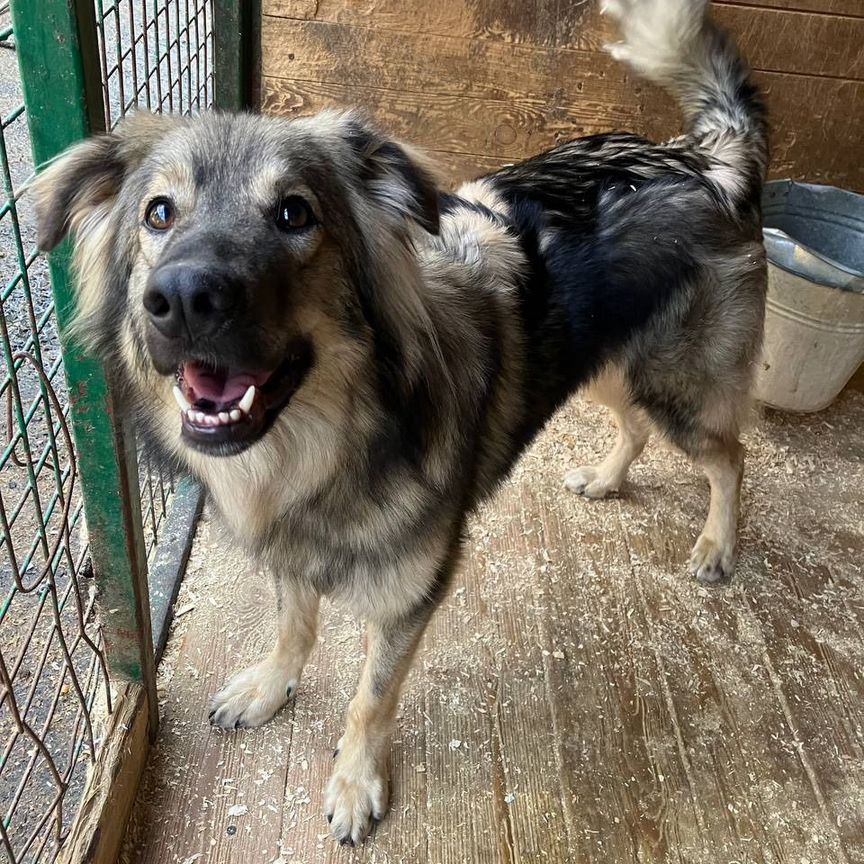 Герцогиня, ищит дом