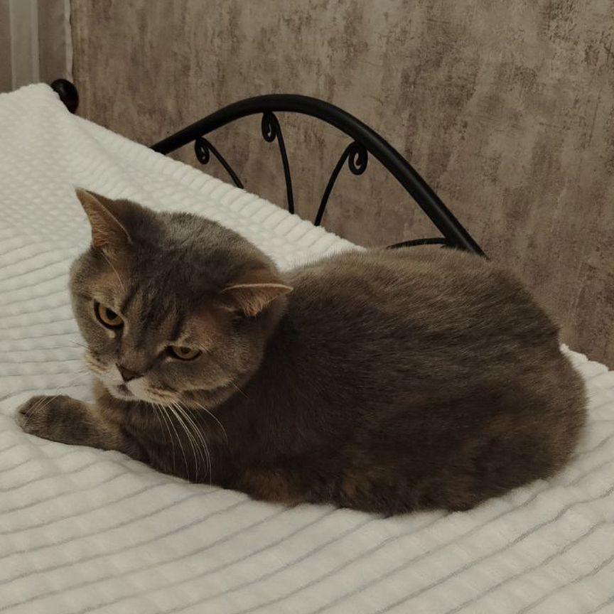 Британская короткошёрстная, взрослая кошка