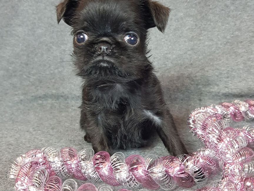 Щенок бельгийского гриффона