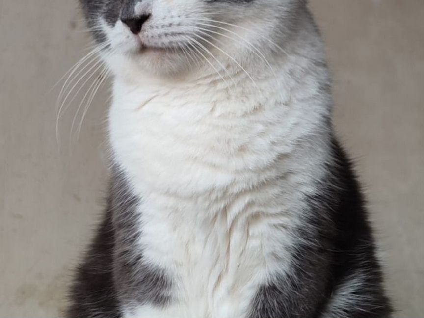 Кошка в дар
