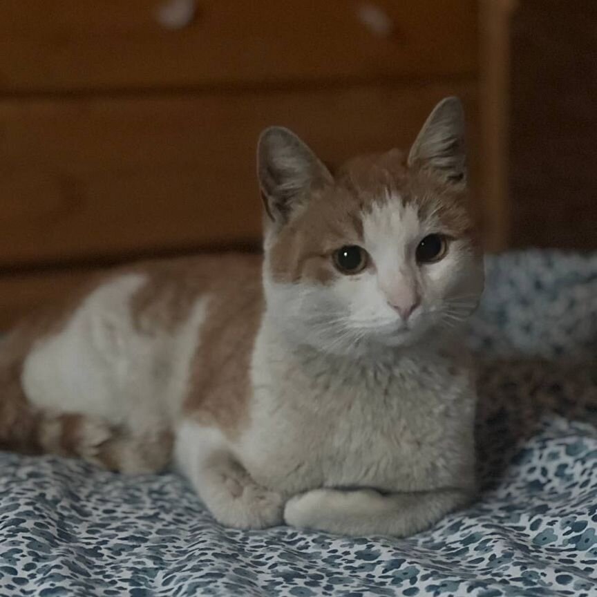 Кошечка Груня