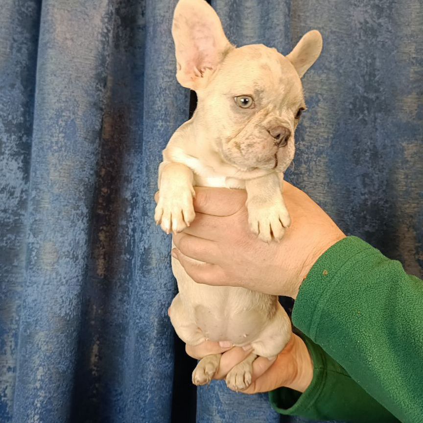 Французский бульдог, щенок