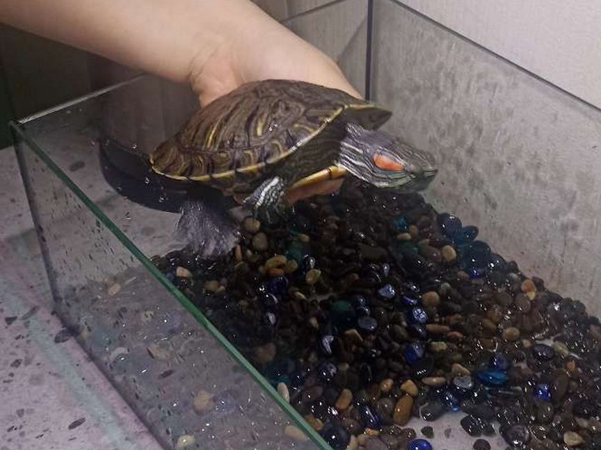 Отдам бесплатно черепашку мальчика