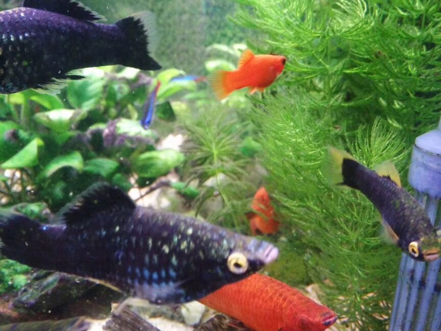 Аквариумные рыбки меченосцы