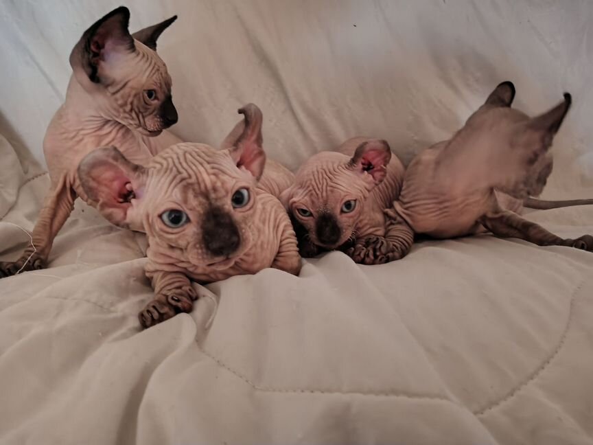 Котята эльфы. Мальчики