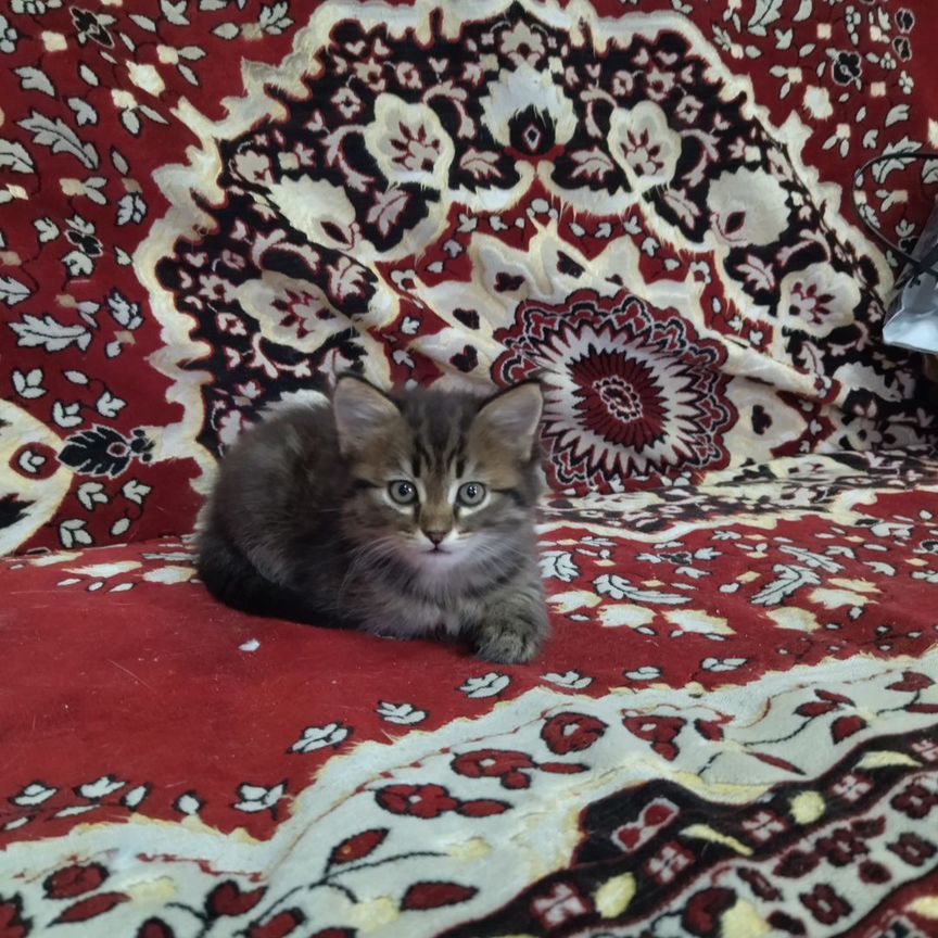 Котятки от кошки мышеловки