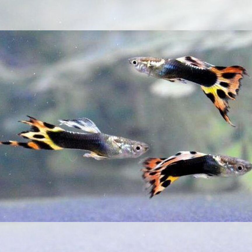 Самцы гуппи