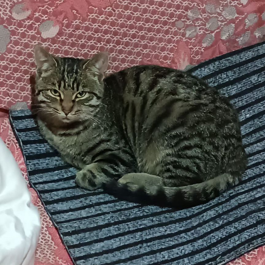 Кошечка ищет дом
