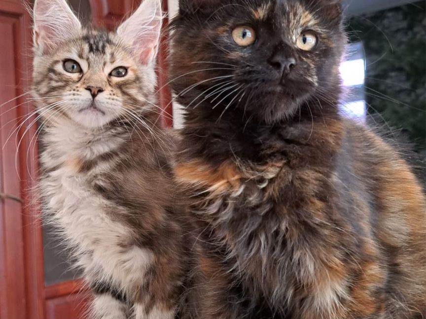 Котята мейн-кун