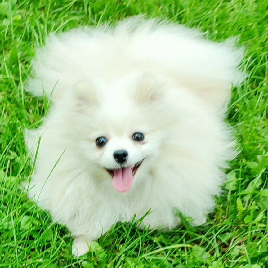 Померанский шпиц, взрослая собака