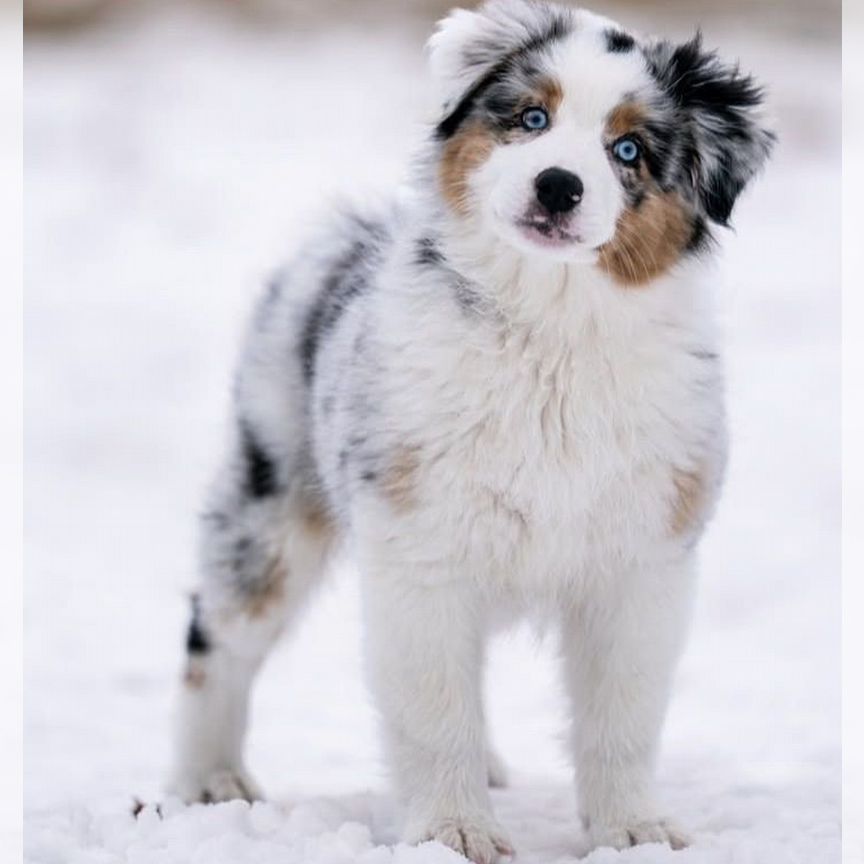 Миниатюрная американская овчарка, щенок