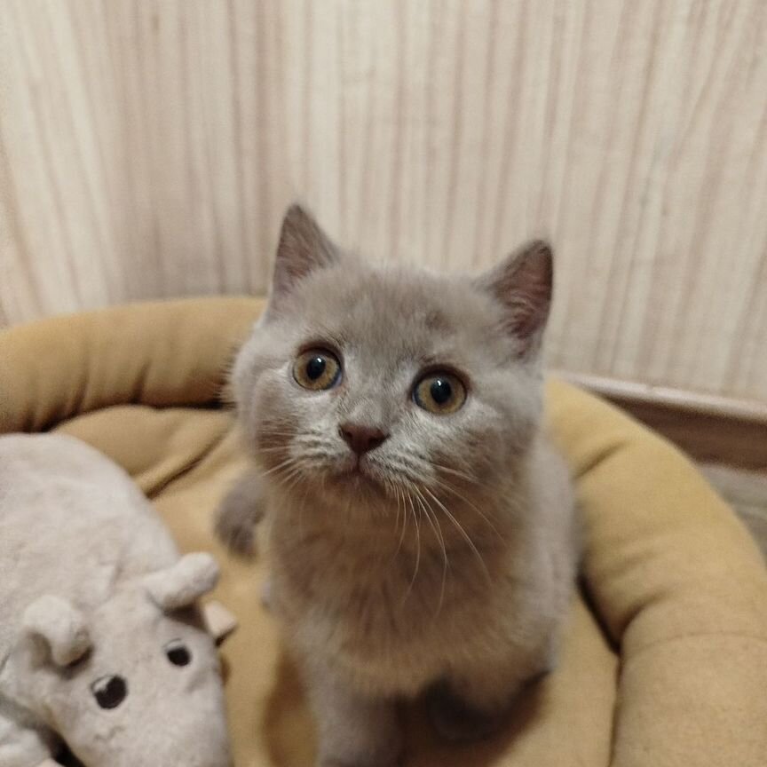 Британские котята
