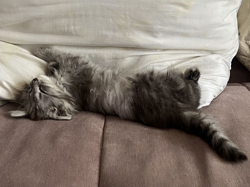 Котенок в добрые руки 2 месяца
