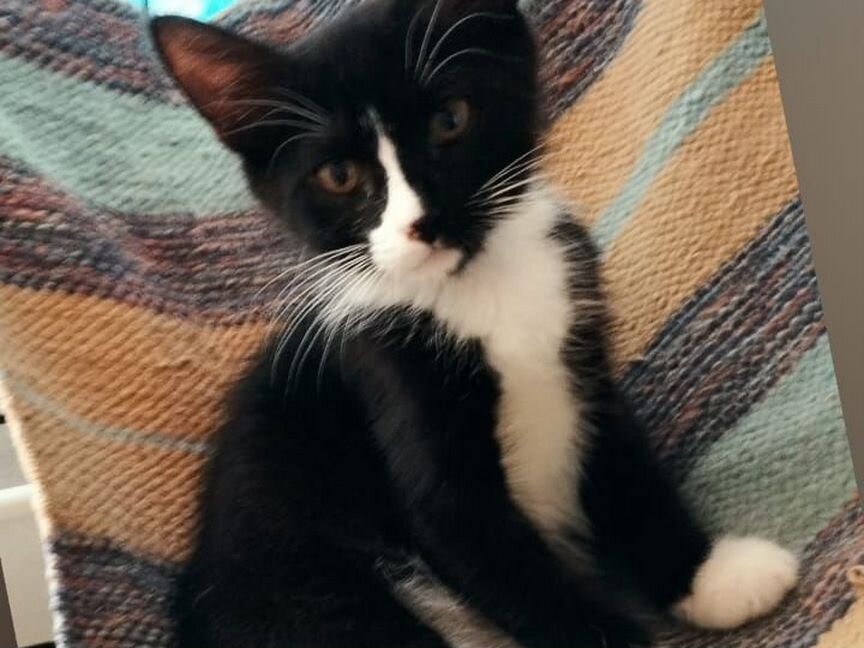 Отдам котенка Машеньку