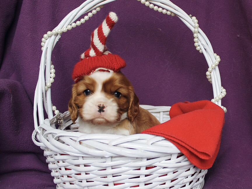 Щенки кавалер кинг чарльз спаниель