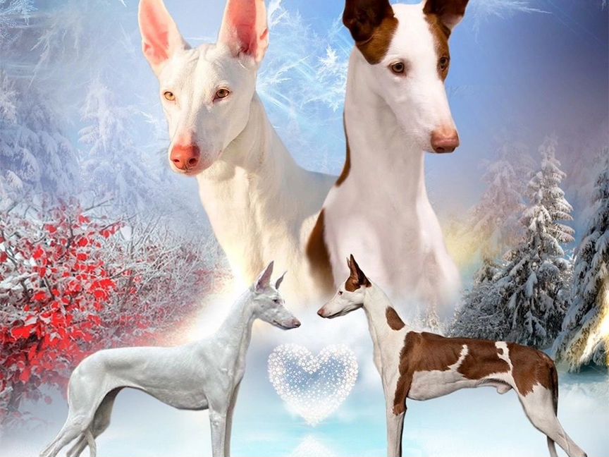 Поденко ибиценко щенки