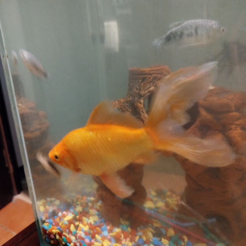 Золотая рыбка