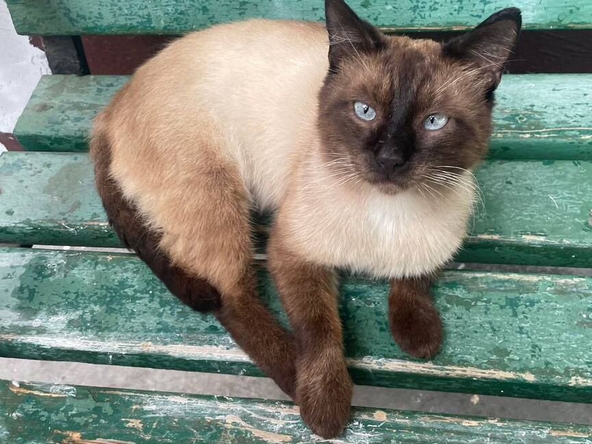 Отдам кота в добрые руки