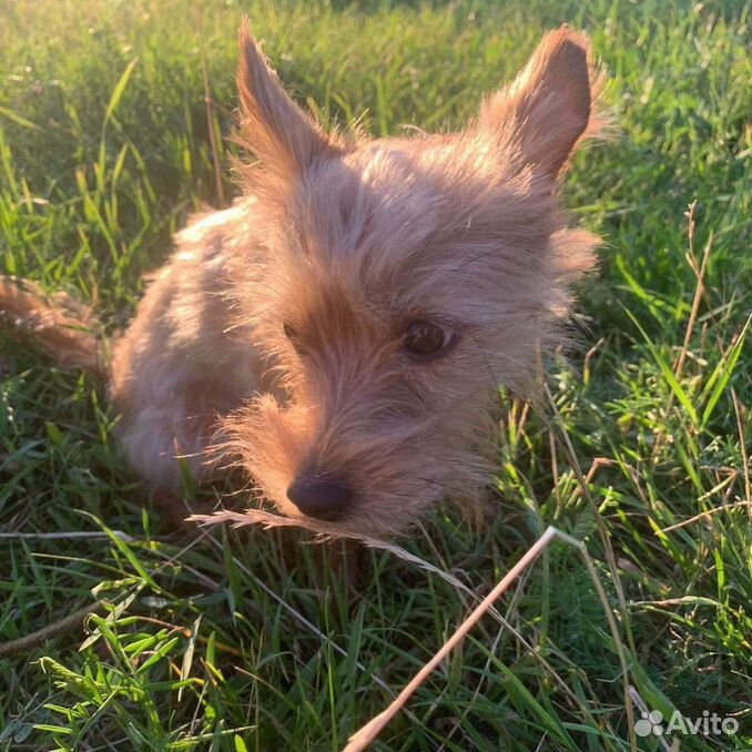 Собака Бабака мая любимая