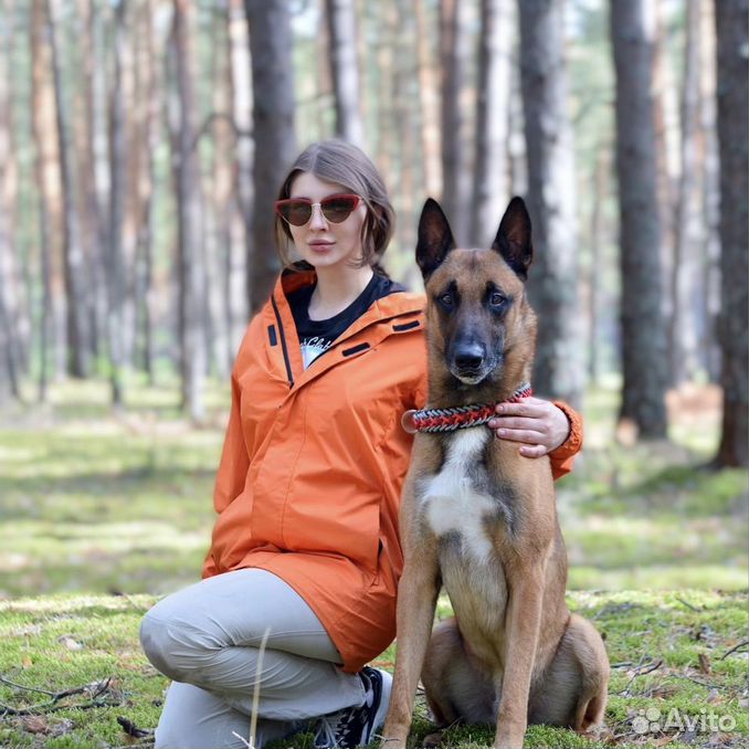 Вязка кобель малинуа