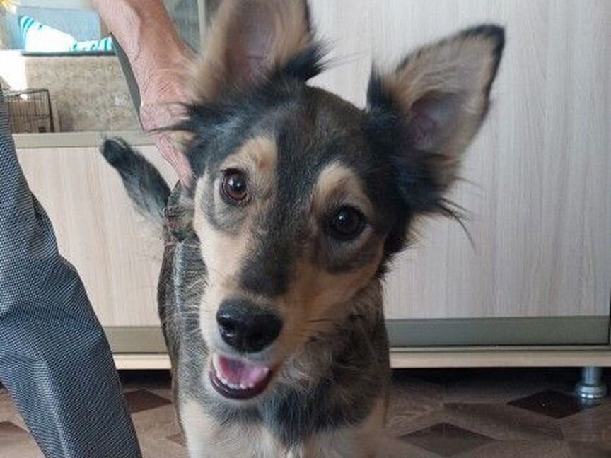 Собака в добрые руки