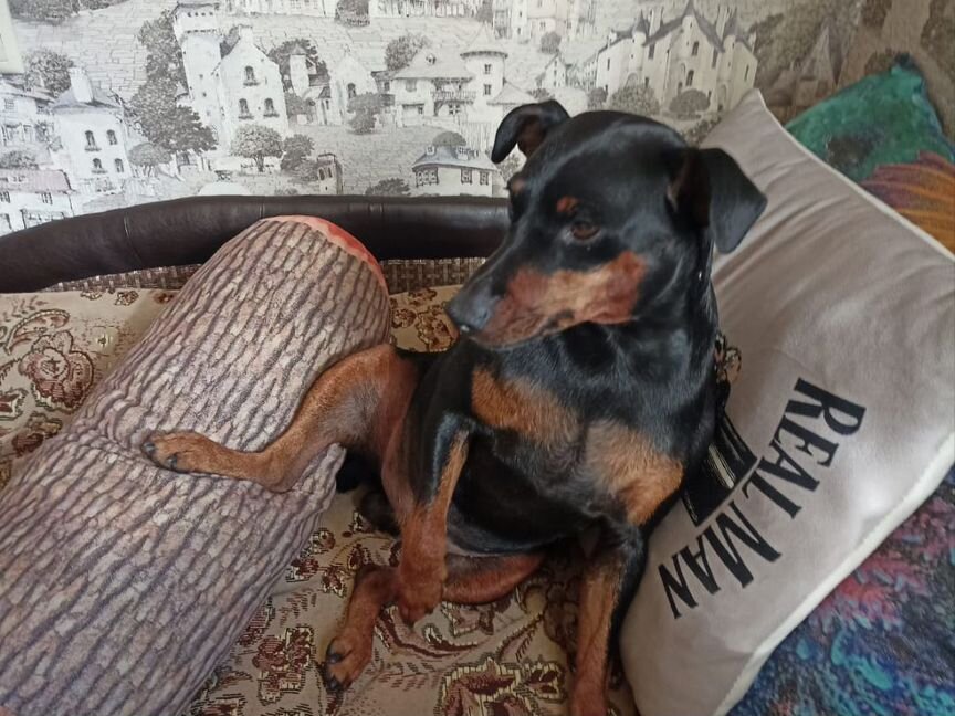 Вязка цвергпинчер