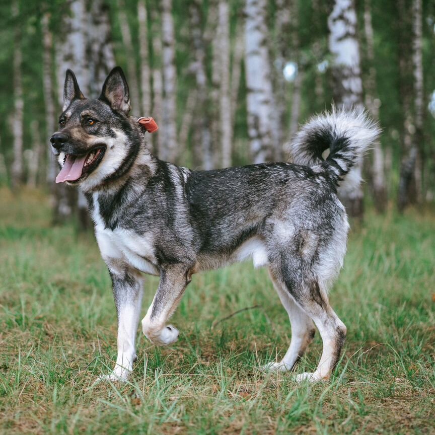 Умничка Байкал ищет дом