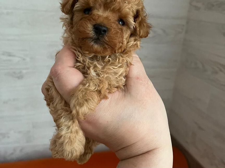 Маленький красавчик