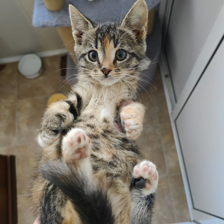 Котенок Маруся в добрые руки