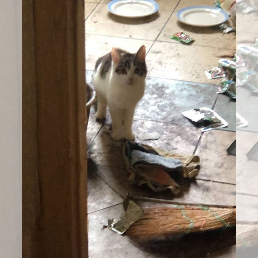 Кошки