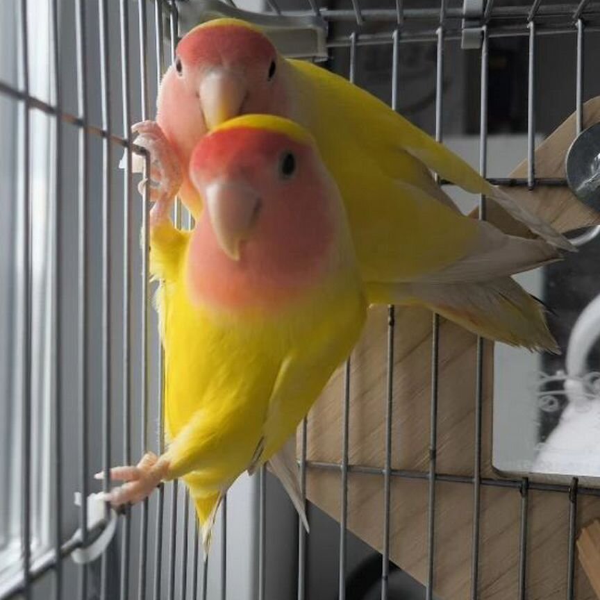 Попугай неразлучники с клеткой