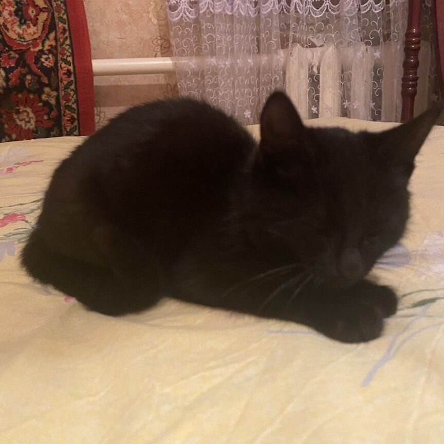 Котята в добрые руки бесплатно девочка