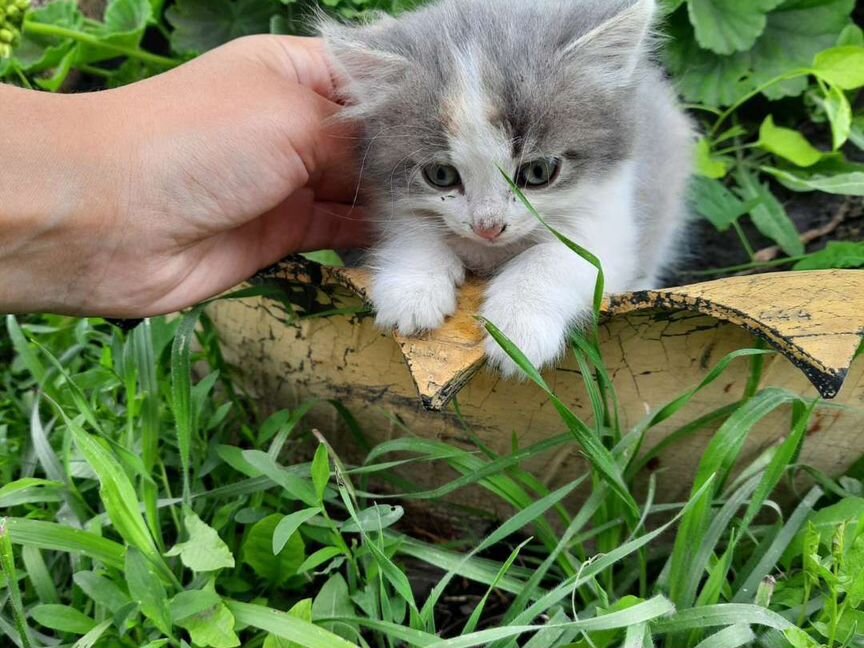 Кошка в дар бесплатно