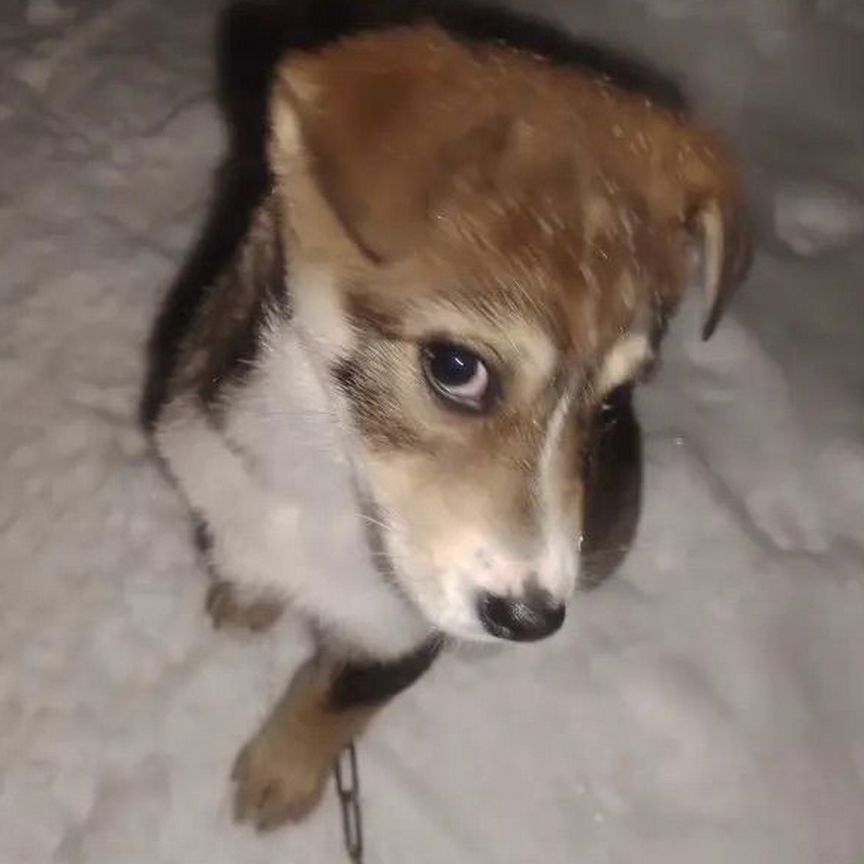 Щенок в добрые руки