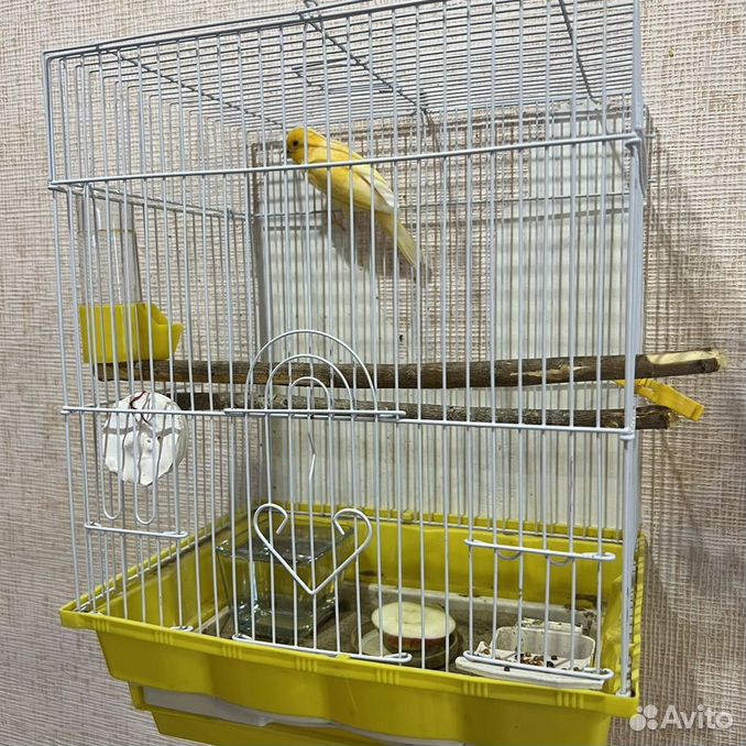 Канарейка в добрые руки